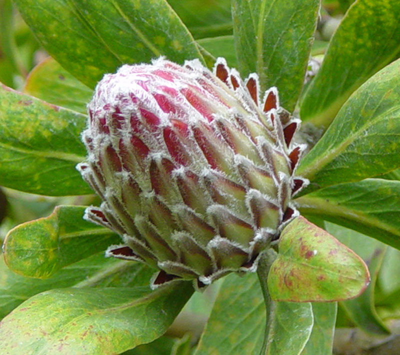 Protea Flowers | Pics4Learning