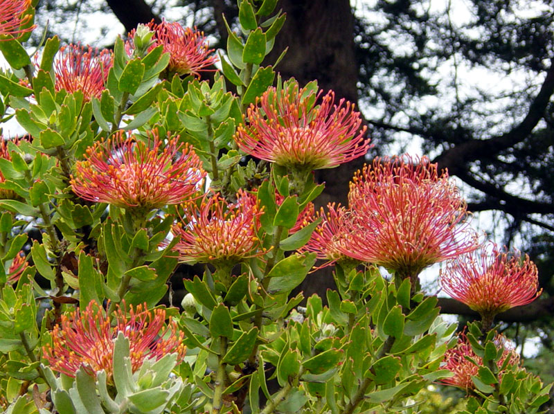 Protea Flowers | Pics4Learning