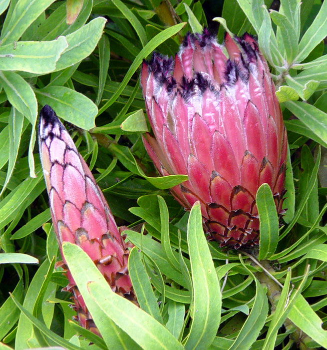 Protea Flowers | Pics4Learning