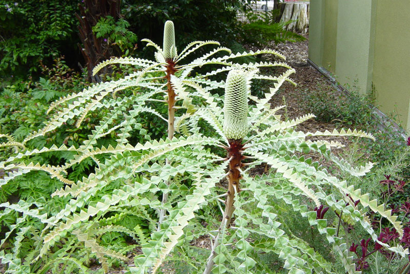 Protea Flowers | Pics4Learning
