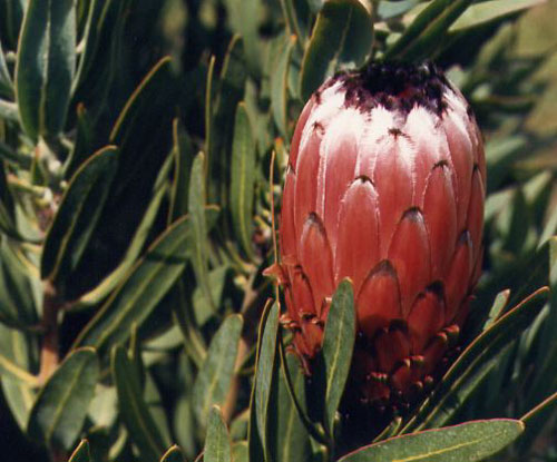 Protea Flowers | Pics4Learning