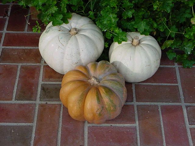 pumpkin decor | Pics4Learning