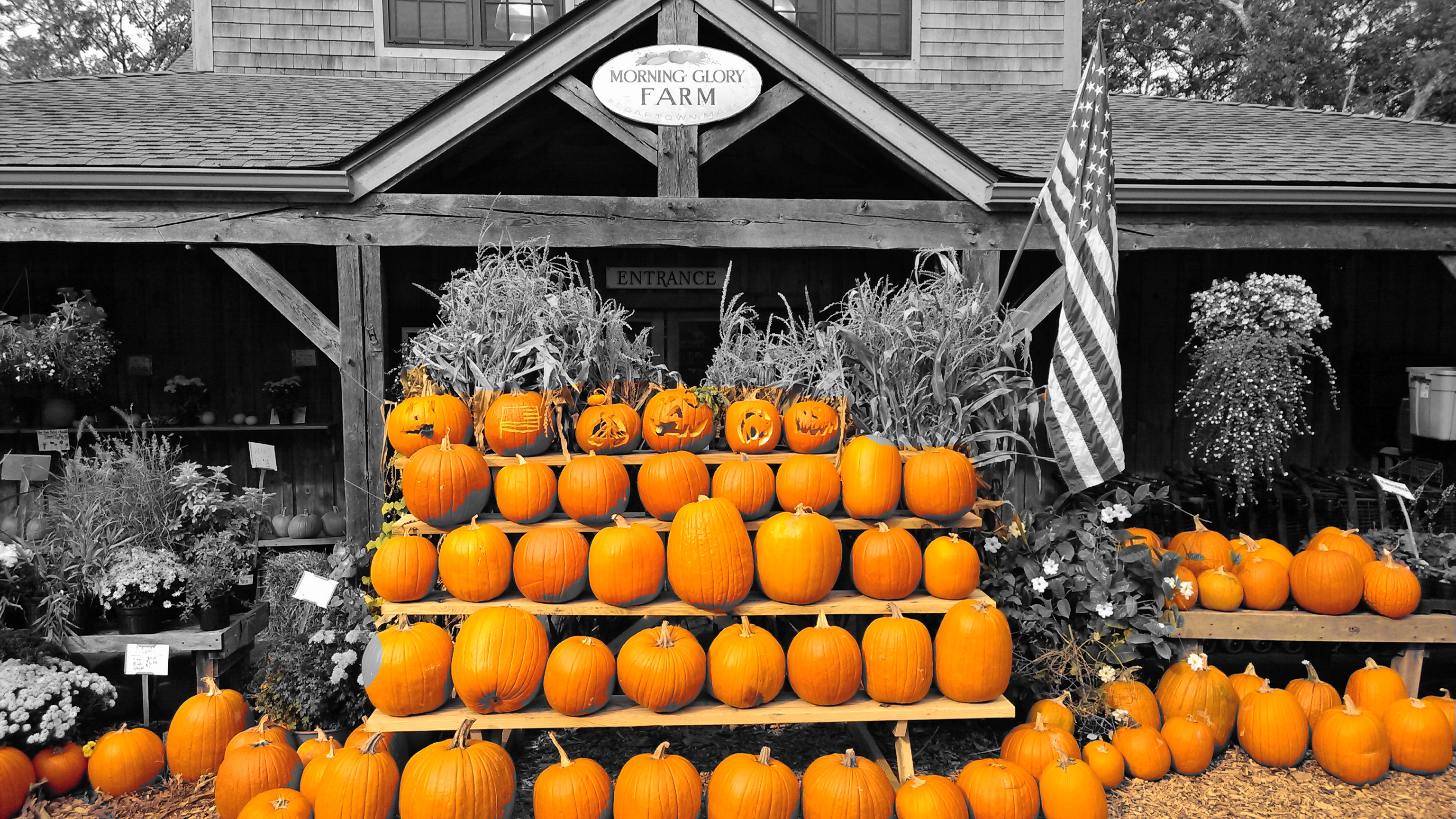 Happy Pumpkins | Pics4Learning