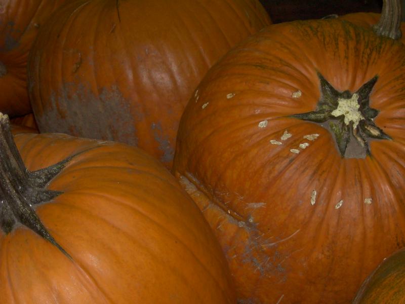 Pumpkins Close Up | Pics4Learning