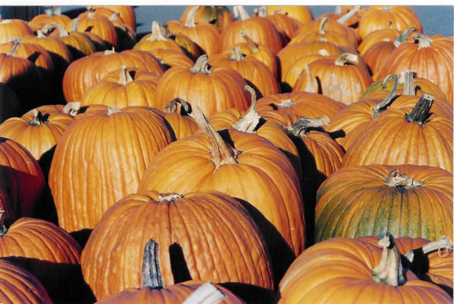 pumpkins | Pics4Learning