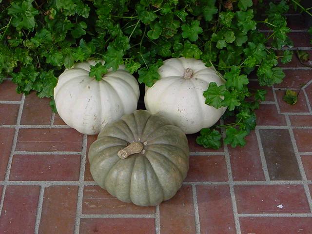 Green and white pumpkins | Pics4Learning