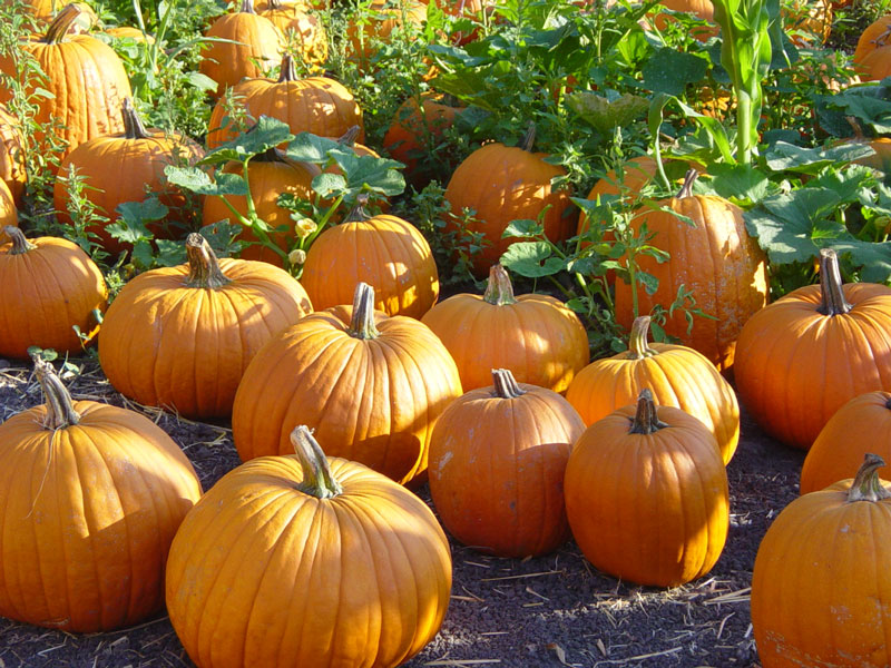 Pumpkins in the field | Pics4Learning
