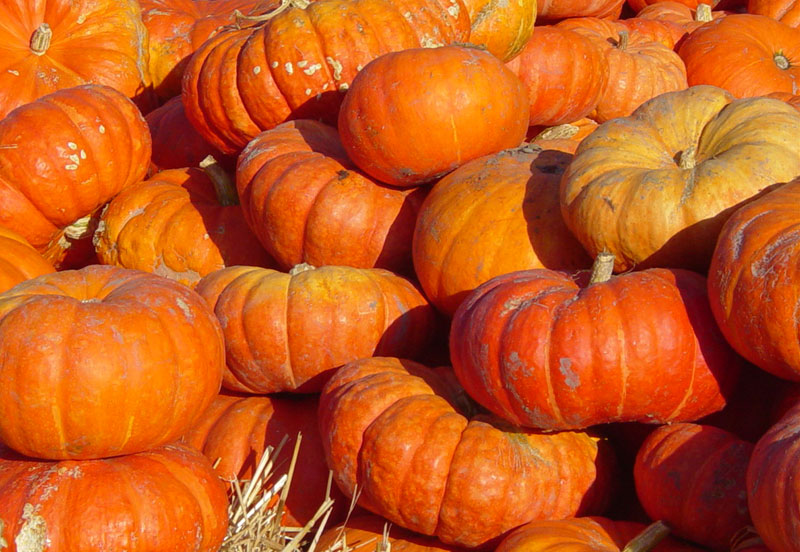 Pumpkins in a pile | Pics4Learning
