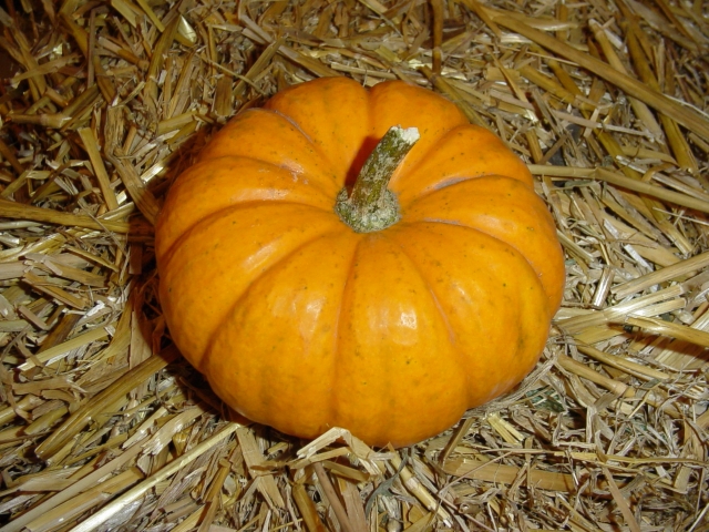 Small Pumpkin | Pics4Learning