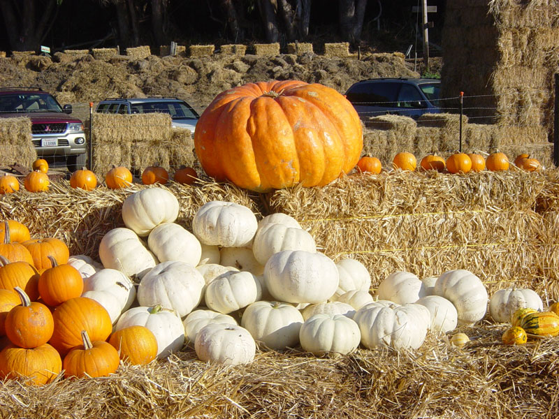White pumpkins | Pics4Learning