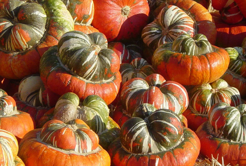 Turban pumpkins | Pics4Learning
