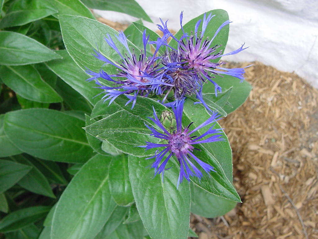 purple flower | Pics4Learning