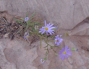 Purple Aster | Pics4Learning