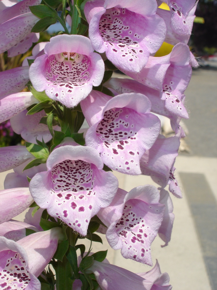 Foxglove close-up | Pics4Learning