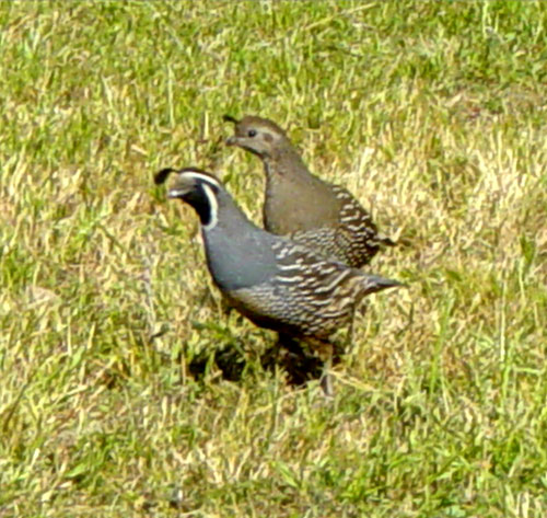 Pair of California Quails | Pics4Learning