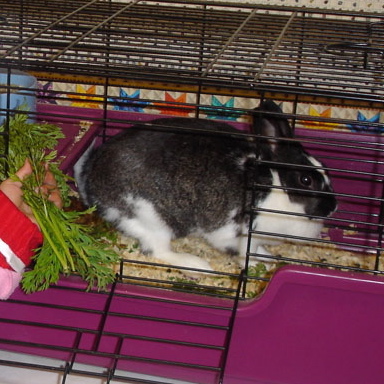 Oreo the rabbit | Pics4Learning