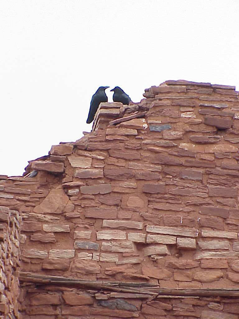 Ravens on the Wall | Pics4Learning