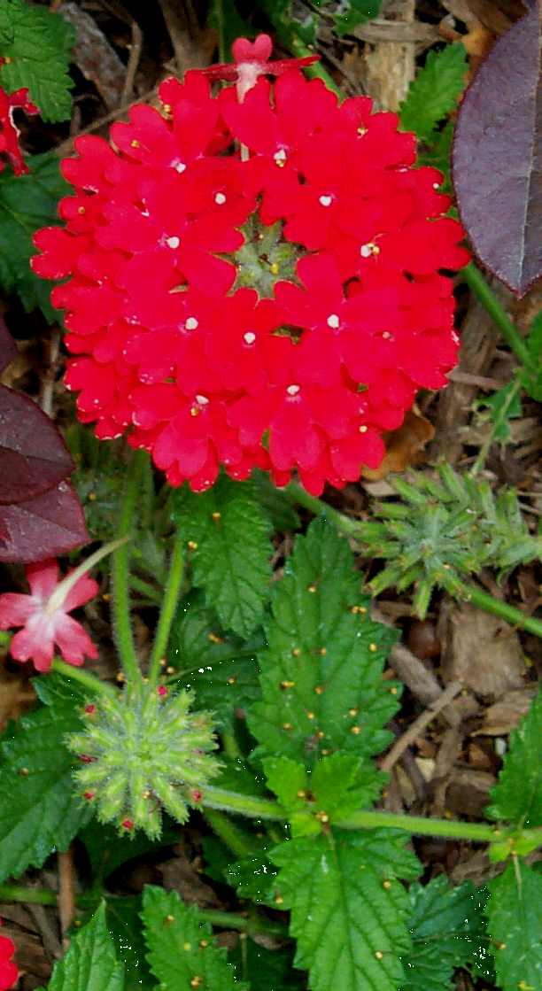 red verbena | Pics4Learning