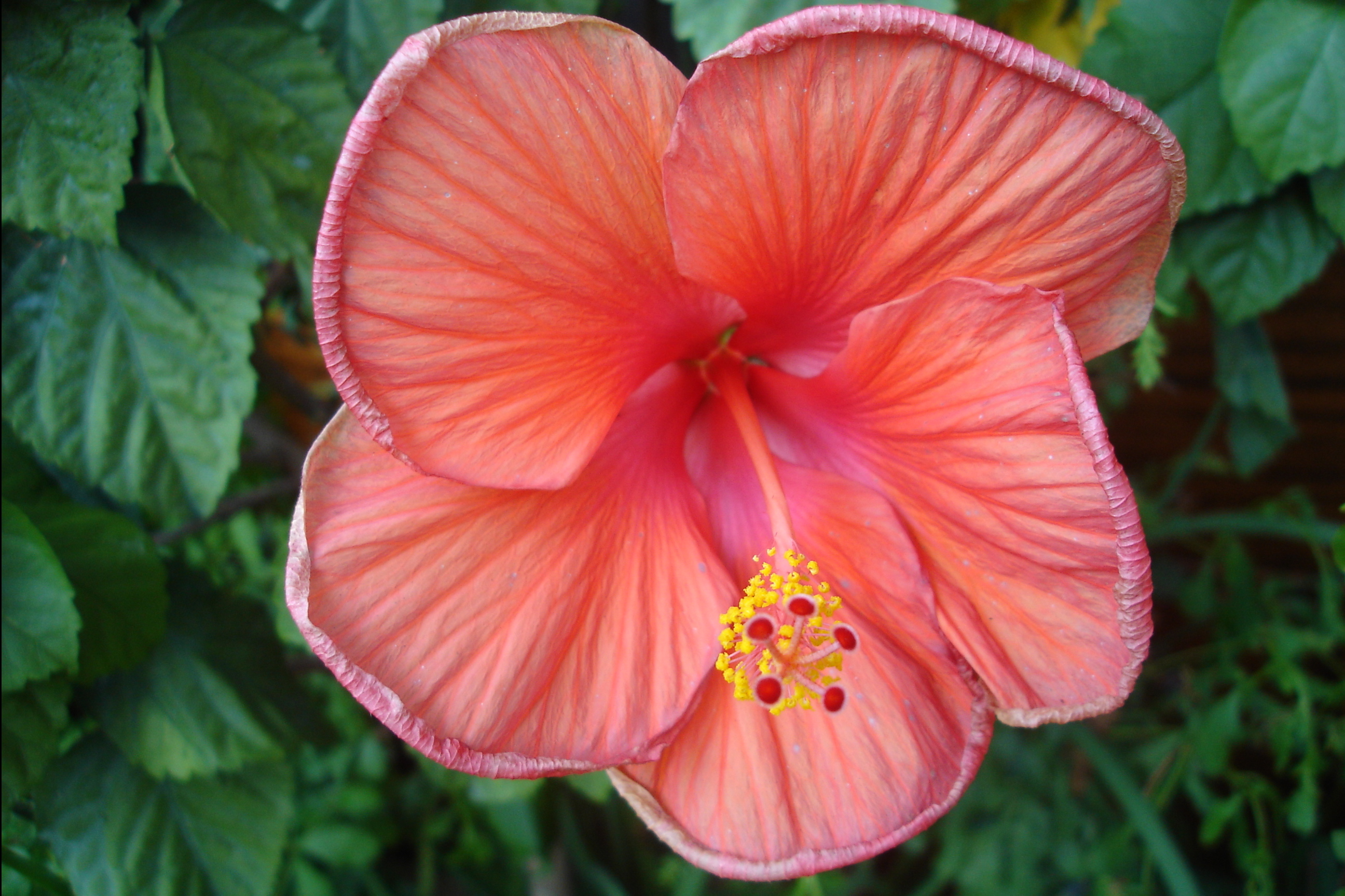 Red Flower | Pics4Learning