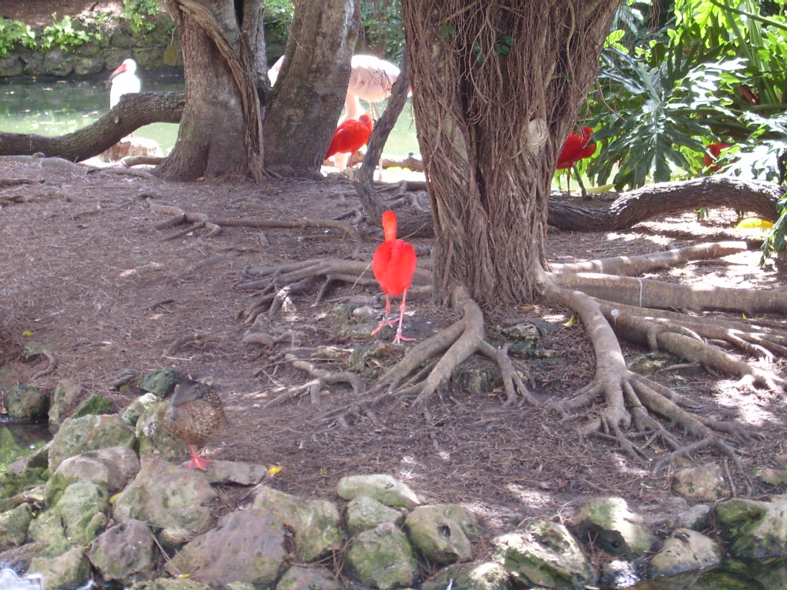 Red birds at Sea World | Pics4Learning