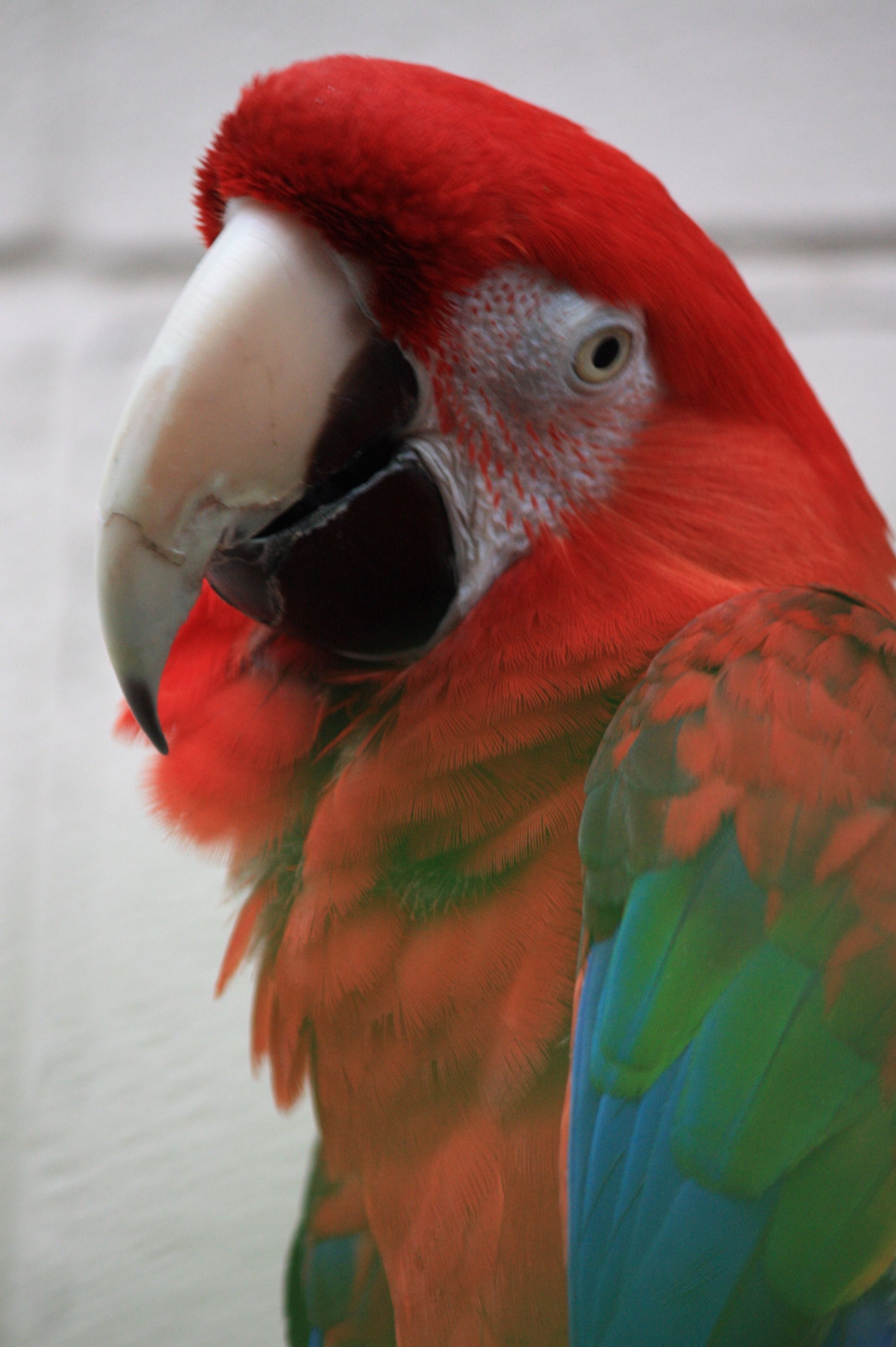 macaw face | Pics4Learning