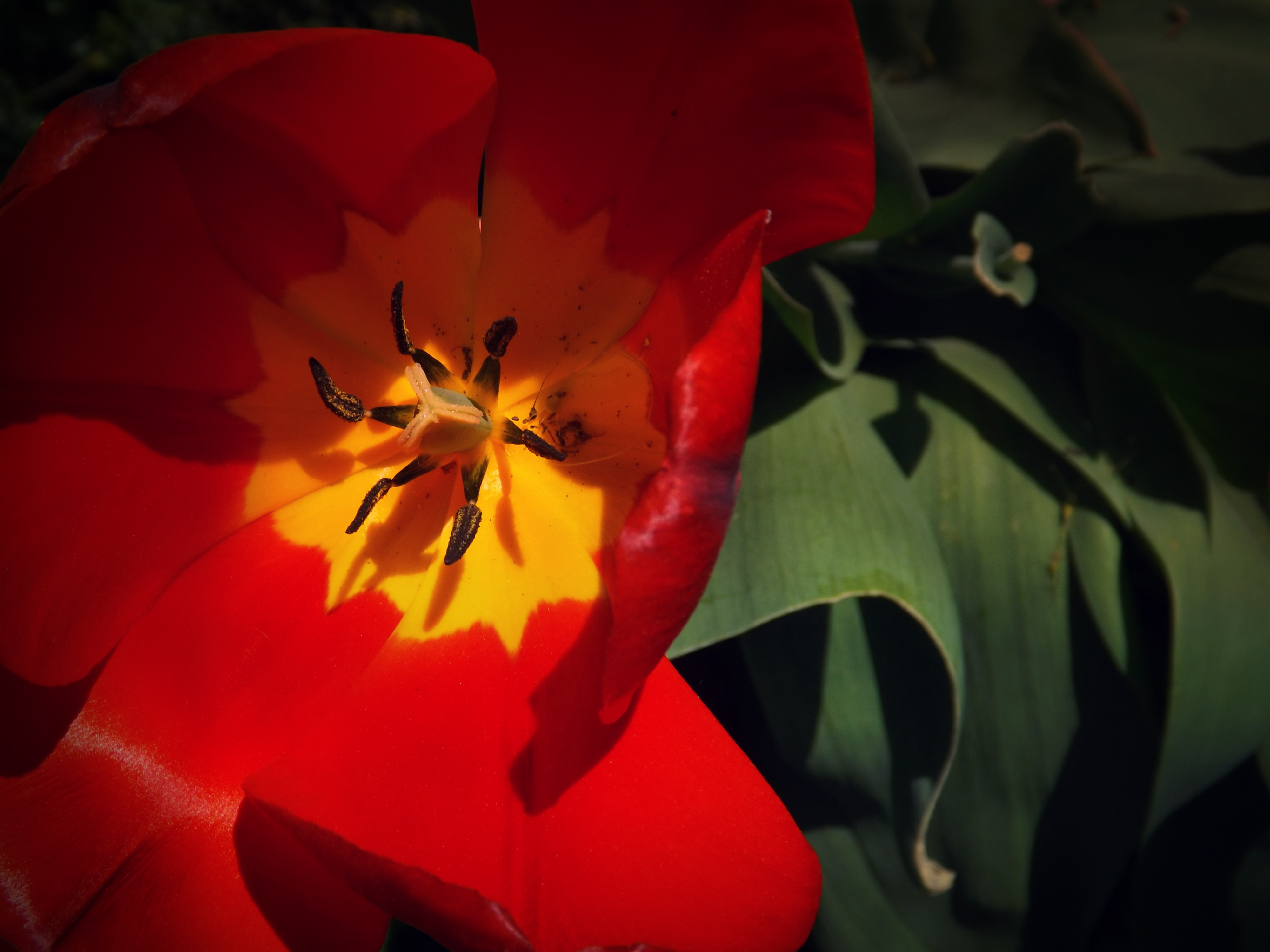 Red Poppy Flower | Pics4Learning