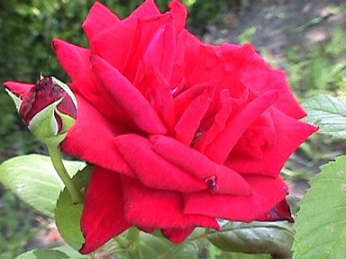Large Red Rose and Bud | Pics4Learning