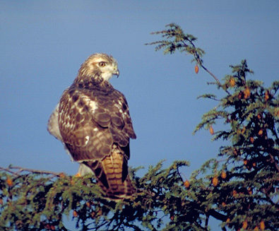 This Redtail Hawk is a predator. She uses her hooked beak to tear the ...