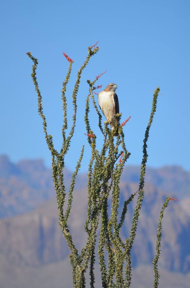 Red Tail hawk on an ocotillo plant. | Pics4Learning