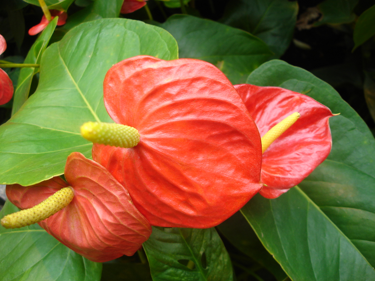 flower | Pics4Learning