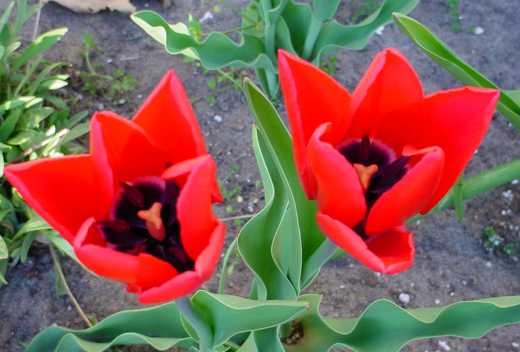 Red tulips | Pics4Learning