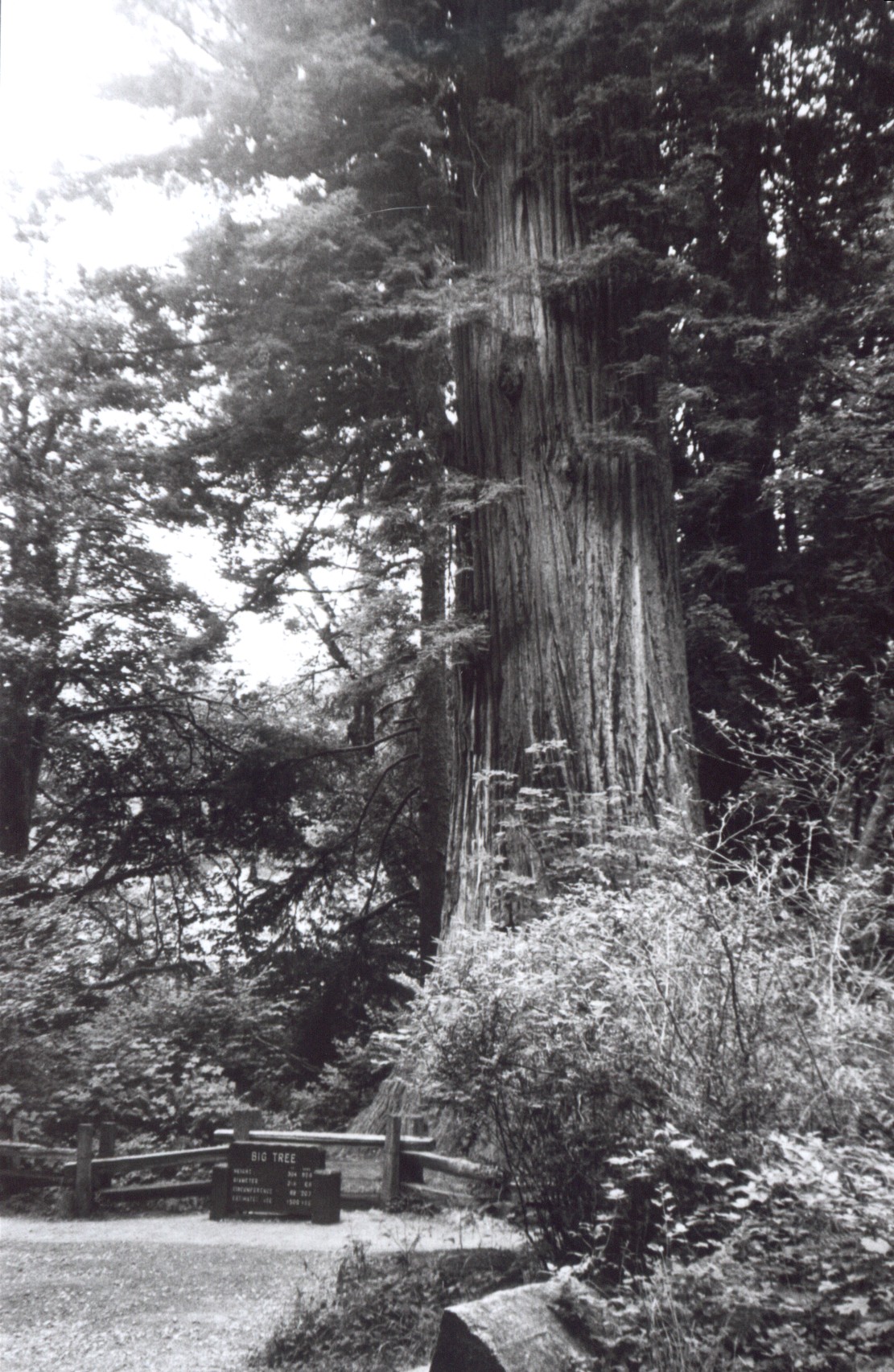 Red Wood Forest | Pics4Learning