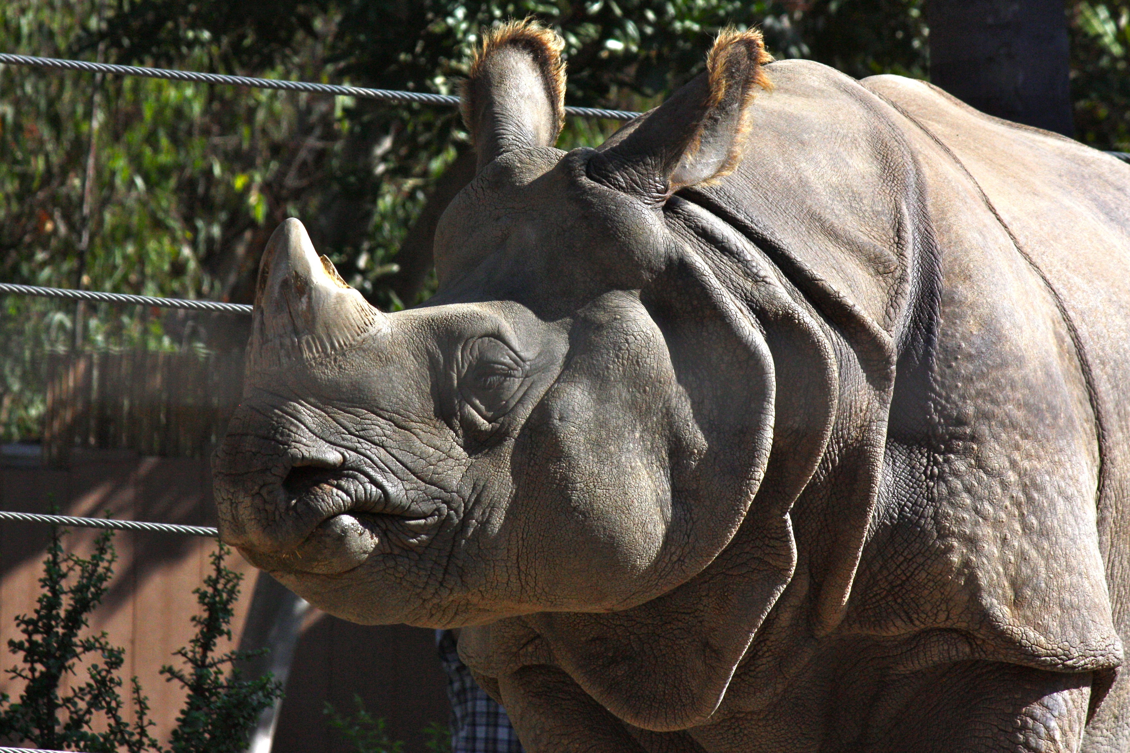 rhino | Pics4Learning