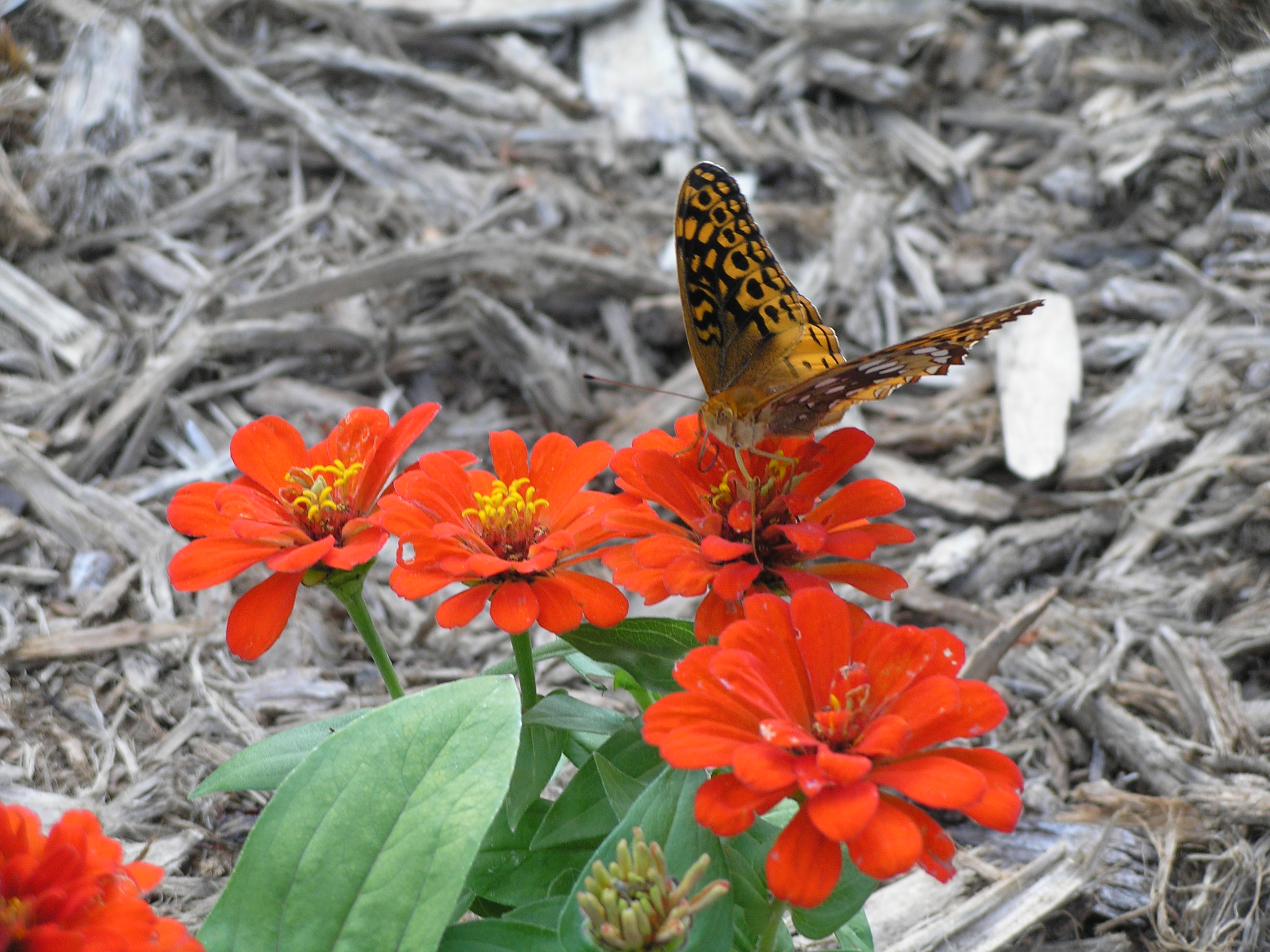 butterfly on orange flower | Pics4Learning