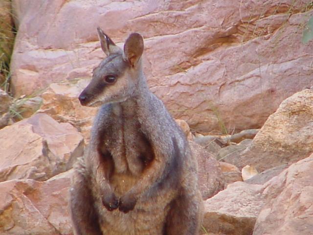 Rock wallaby | Pics4Learning