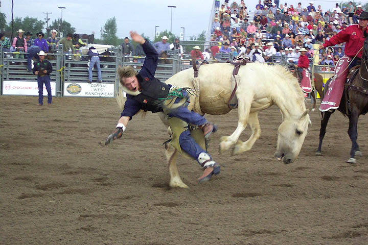 A cowboy falls off the horse in the bareback riding event at the NHSFR ...