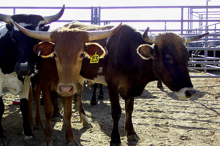 Steers waiting in a livestock pen before the steer wrestling event ...