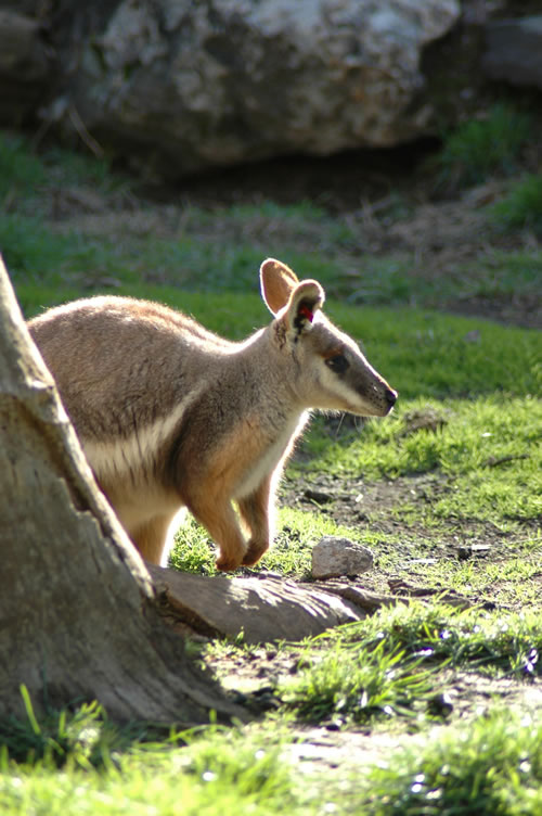 wallaby | Pics4Learning