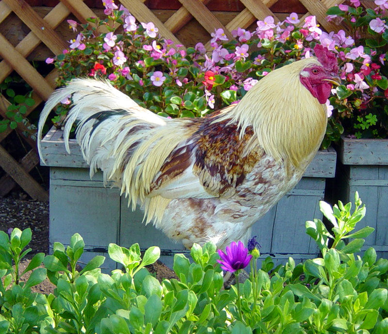 Rooster | Pics4Learning
