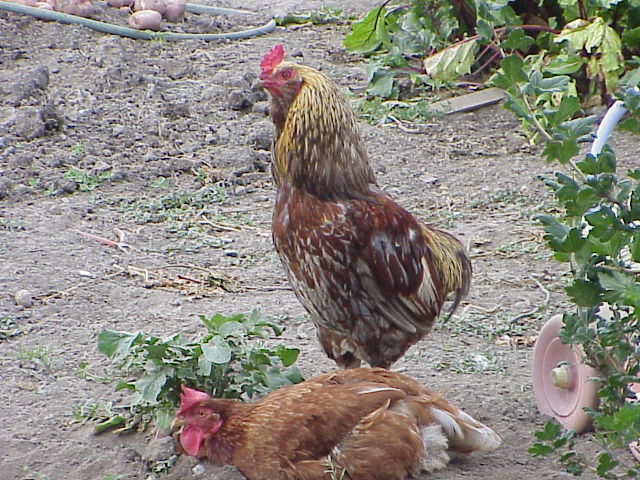 Rooster & Hen | Pics4Learning