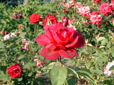 Rose Walk | Pics4Learning