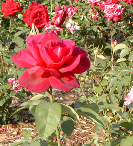 Rose Walk 2 | Pics4Learning