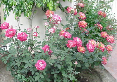 roses red and yellow | Pics4Learning