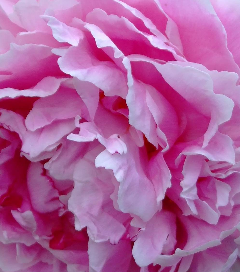 FLOWER PETALS | Pics4Learning