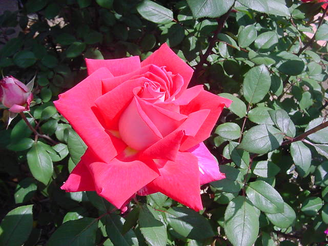 Pink Rose | Pics4Learning