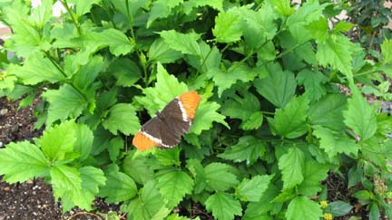 Rusty Tipped Butterfly | Pics4Learning