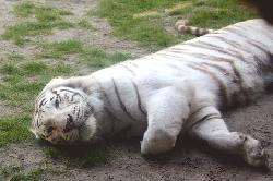 Free Photos for Education | Pics4Learning