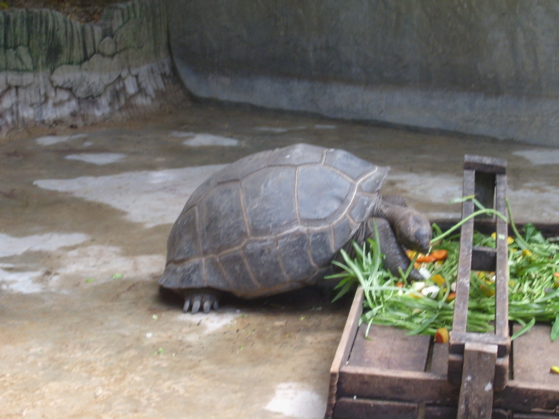 big turtle | Pics4Learning