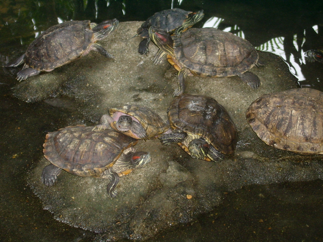 Many Turtles | Pics4Learning