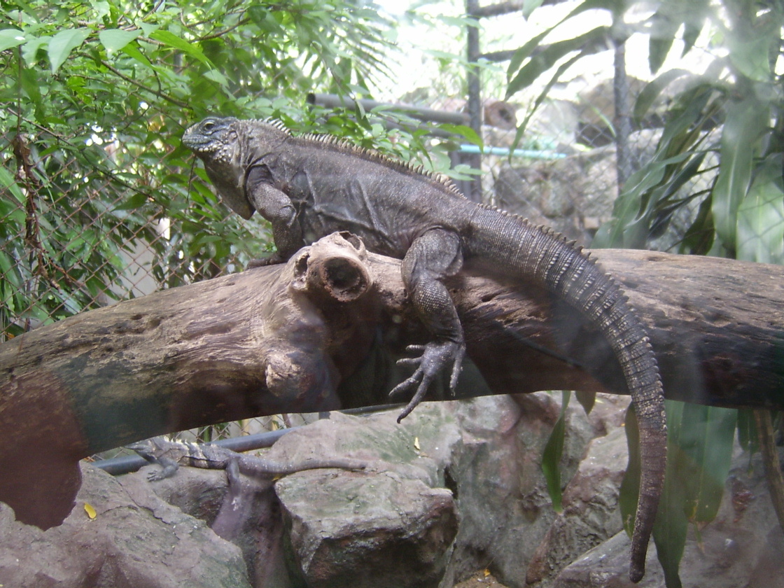 lizard | Pics4Learning